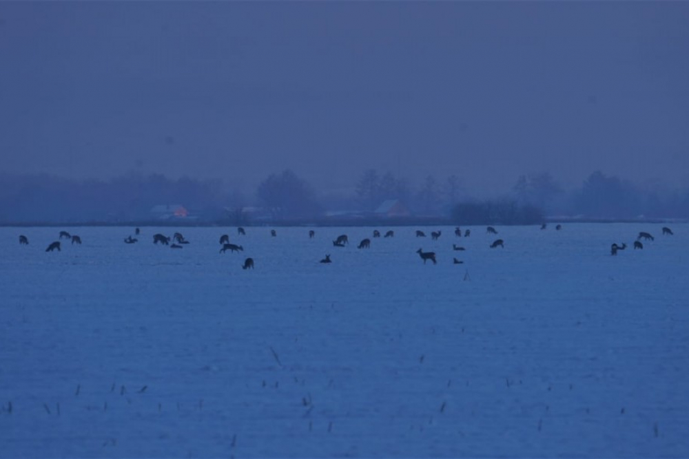 Imagini virale. Zeci de căprioare, fotografiate pe câmp, lângă Avrig