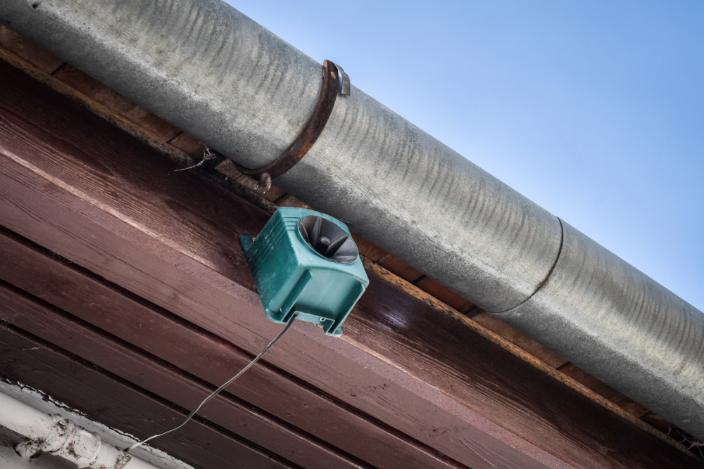 Ciorile Sibiului sunt speriate cu difuzoare speciale VIDEO