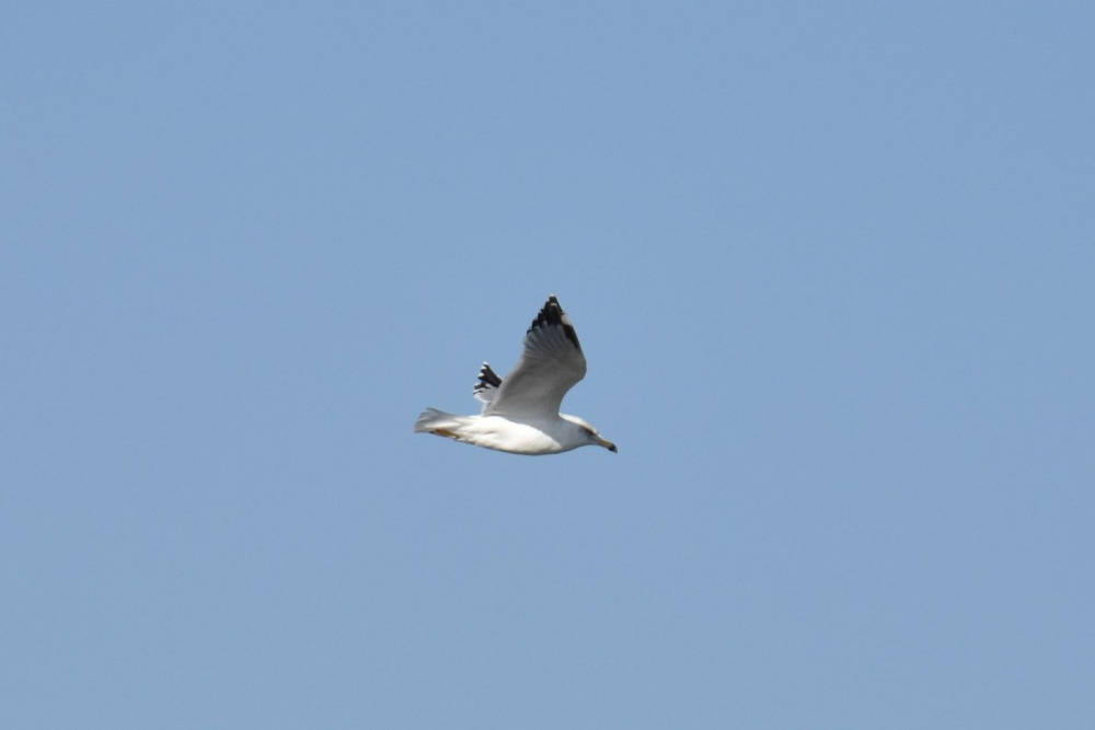 Pescărușii Sibiului. De ce aceștia s-au instalat pe clădirile din ...