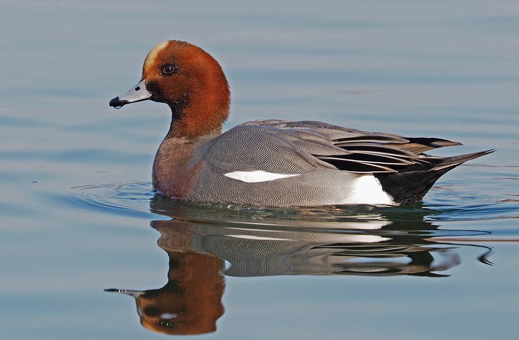 Patru specii noi de păsări, descoperite în România