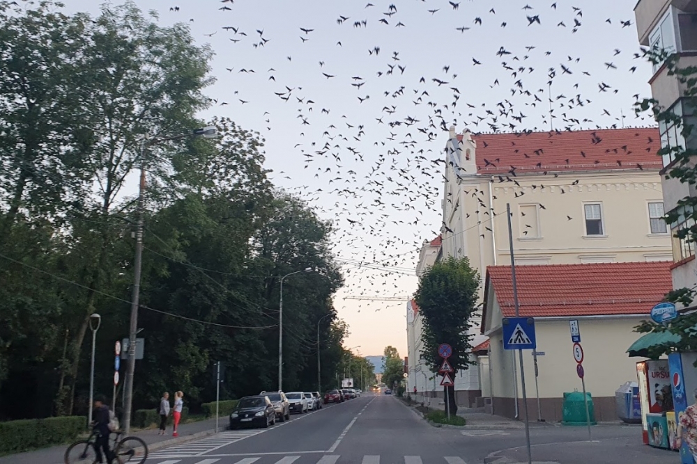 Dosar penal întocmit Spitalului din Suceava pentru că a distrus cuiburi ...