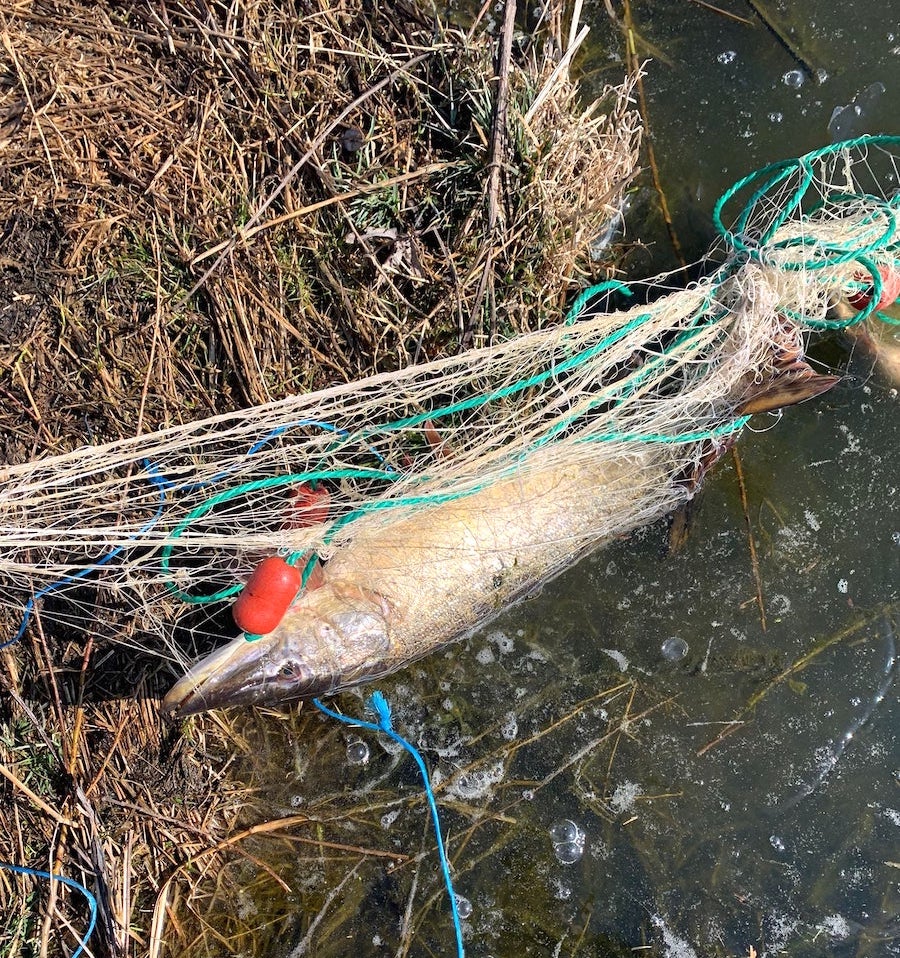 Braconaj pe Olt, a doua zi după controale: pescarii și polițiștii au ...