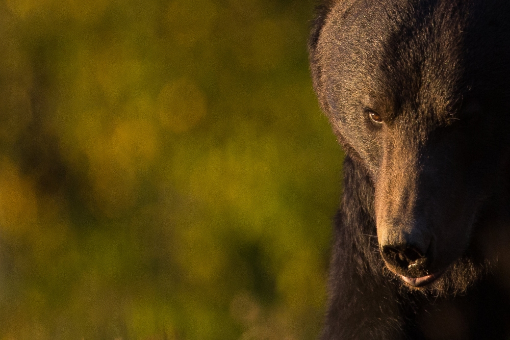Doi copii, de 8 și 11 ani, atacați de urs la marginea unui sat sibian