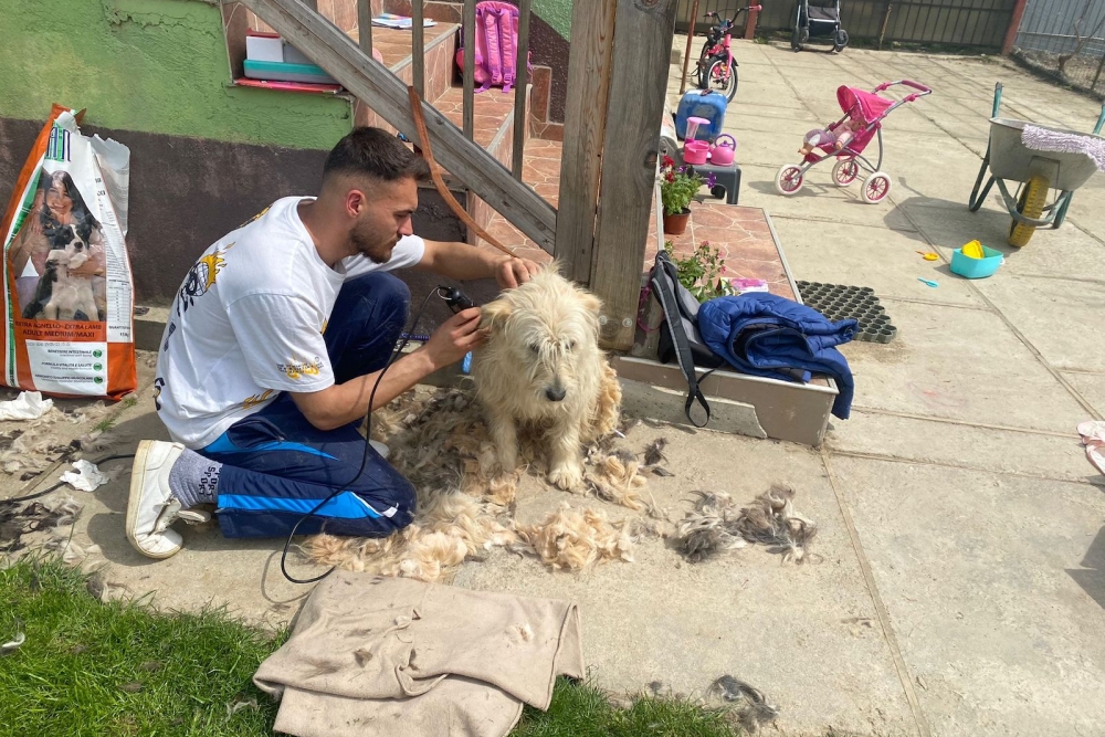 Un tânăr și-a deschis salon pentru câini, în centrul Sibiului: „Nu toți ...
