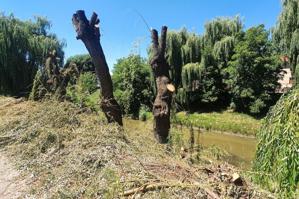VIDEO Continuă tăierea sălciilor de pe malul Cibinului: ”Multe sunt ...