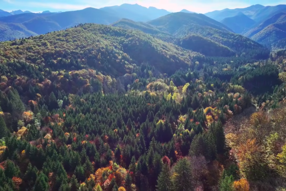 Imagini superbe din dronă cu pădurile din zona Avrigului, în culori de ...