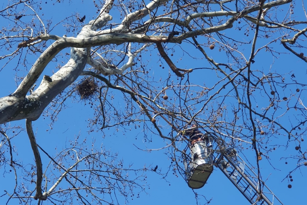 Primăria Sibiu distruge cuiburile de ciori din Parcul Astra