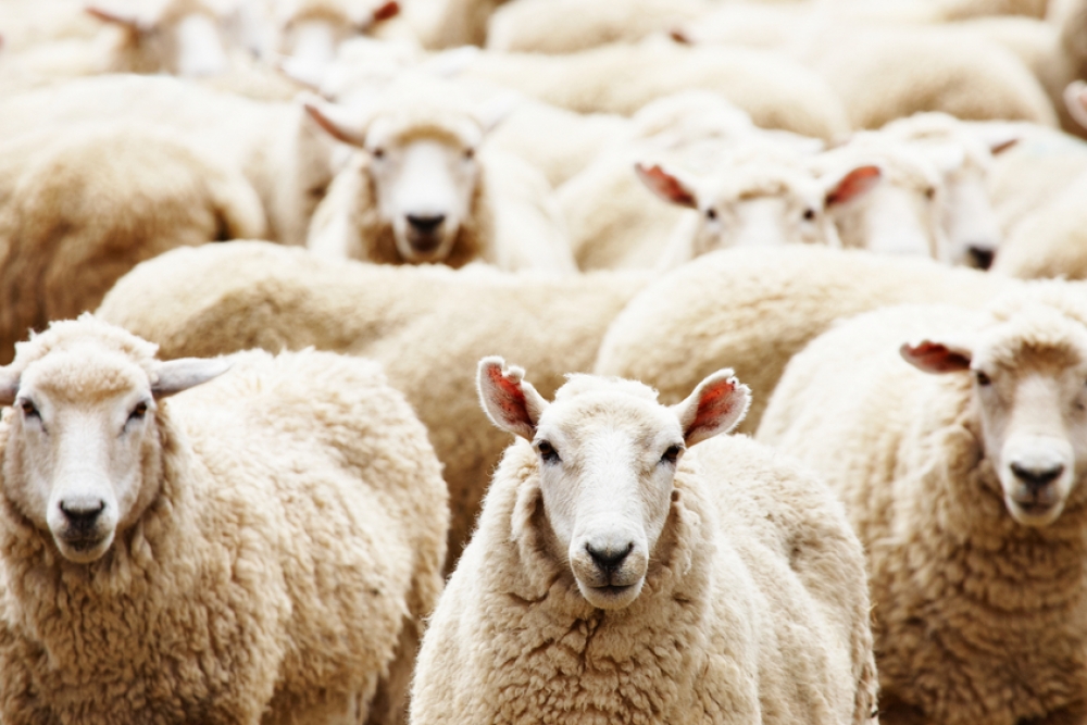 Sibian trimis în judecată de DNA. A mințit că are mai multe oi ca să ...