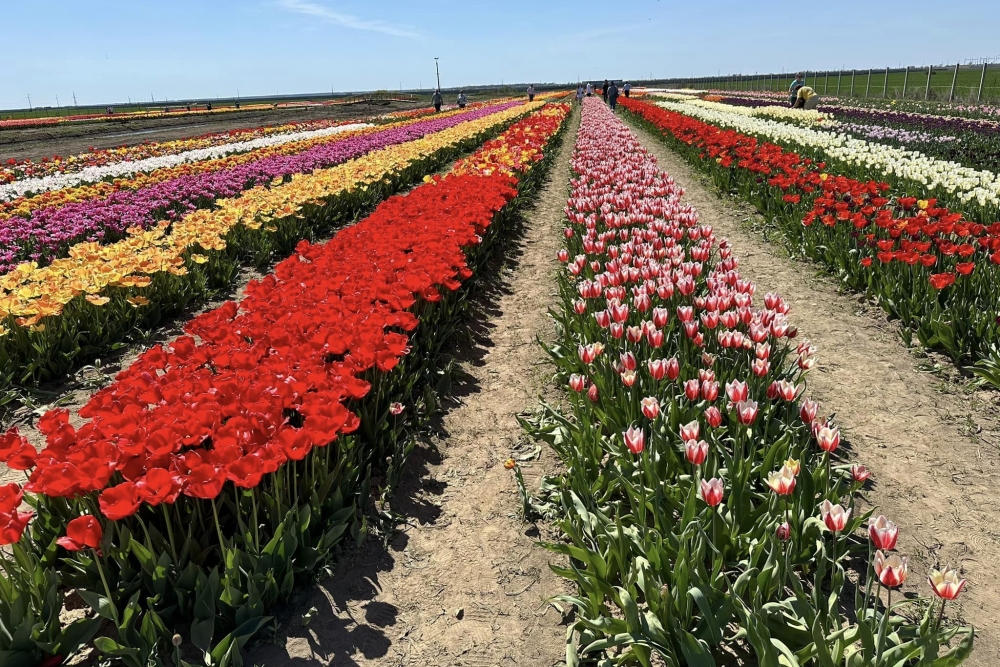Câmpul din România cu peste 1 milion de lalele: „impactul este colosal ...