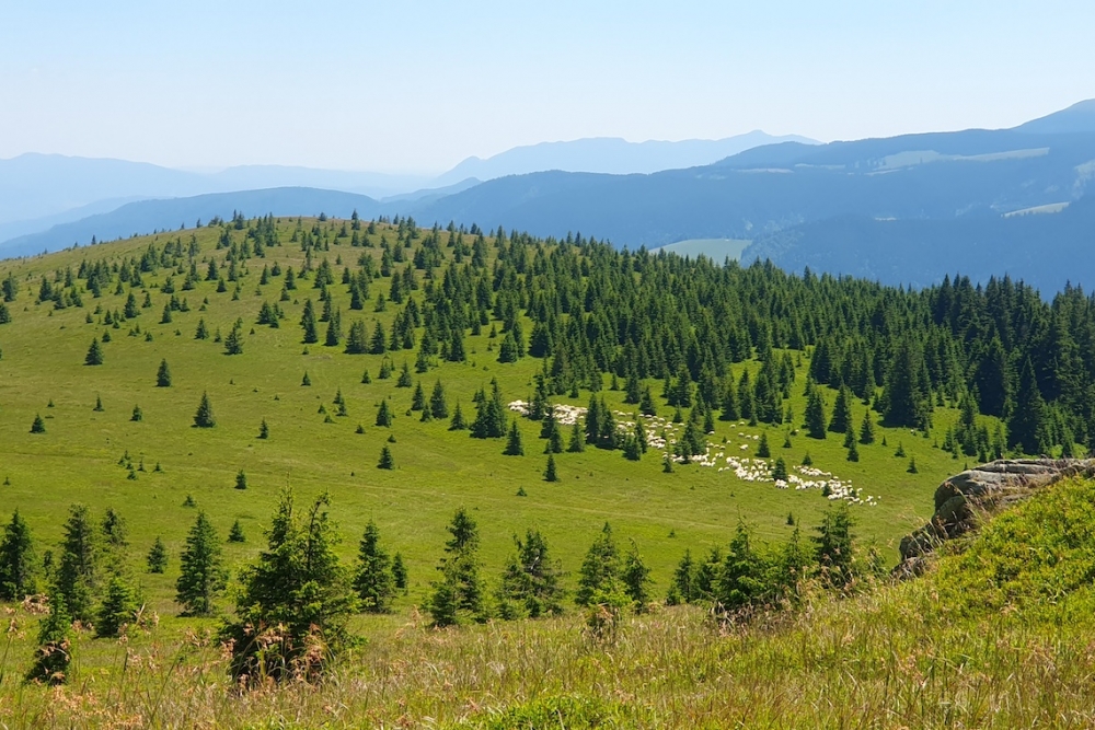 Din fonduri europene: punct de belvedere deasupra Păltinișului, pe vf ...