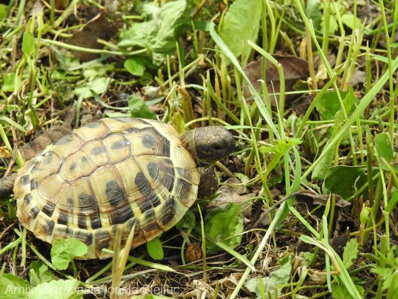 În neolitic, locuitorii din zona Banatului mâncau broaște țestoase ...