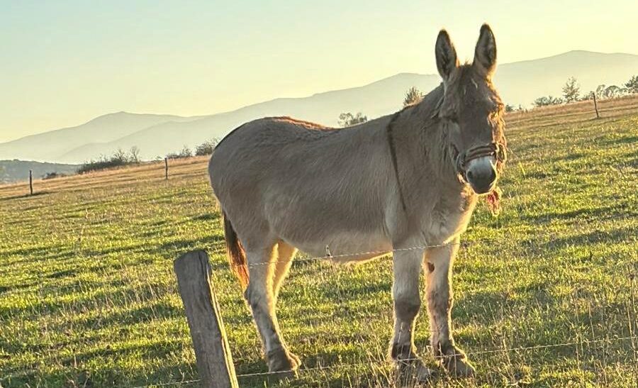 Pablito, un măgar din Sibiu, a ajuns material didactic la Iași. A fost ...