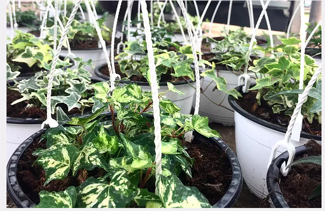 Sera de Flori Camelia's Sibiu: Tot ce trebuie să știi despre iederă